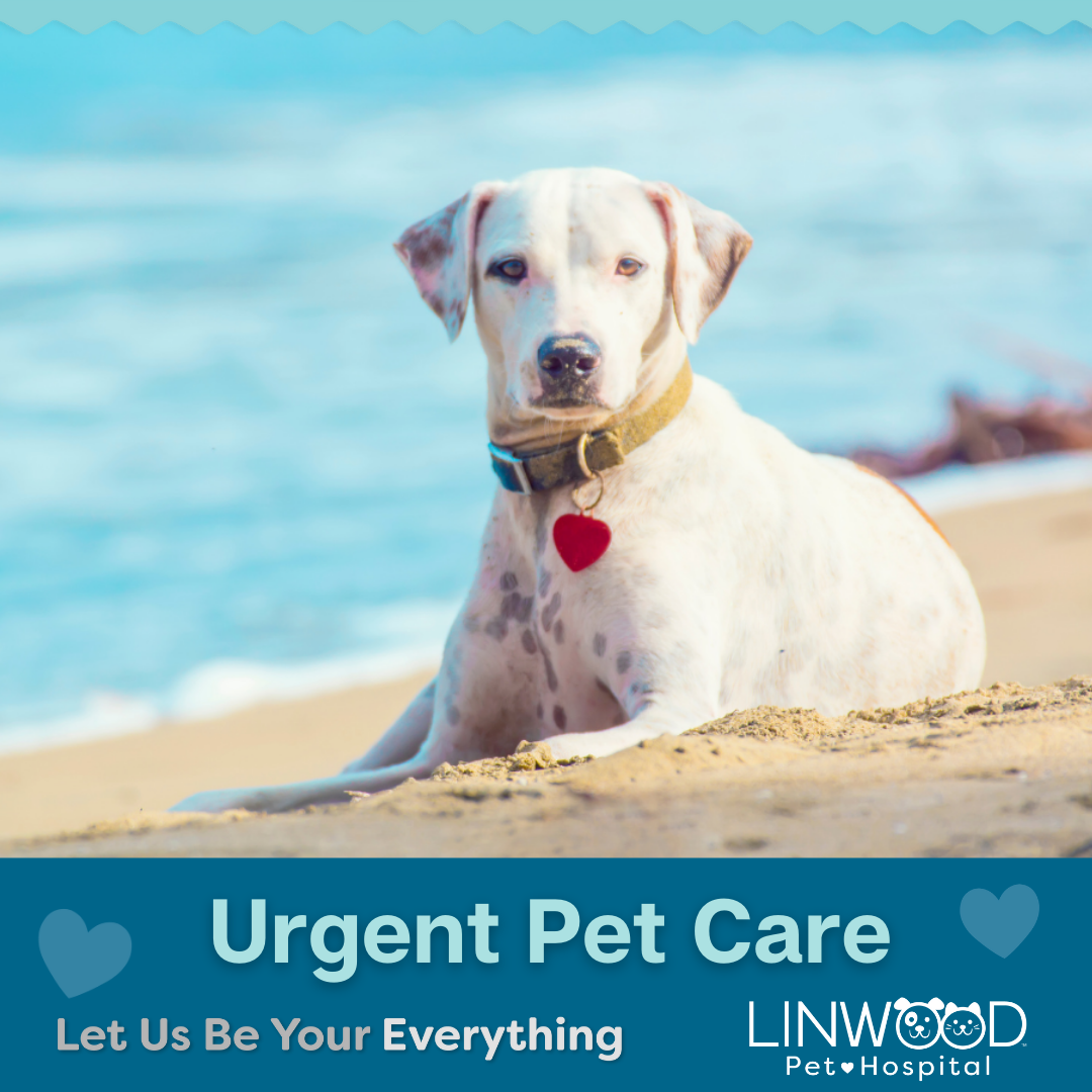 Social Marketing Campaign | Linwood Pet Hospital - Lottie Staggs